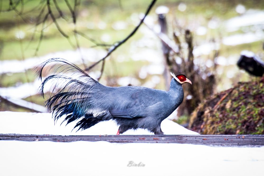 Photos: The Amazing Animals of China | Live Science