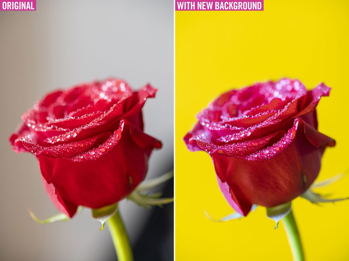 Cheap tricks and camera hacks to creative amazing floral shots at home ...