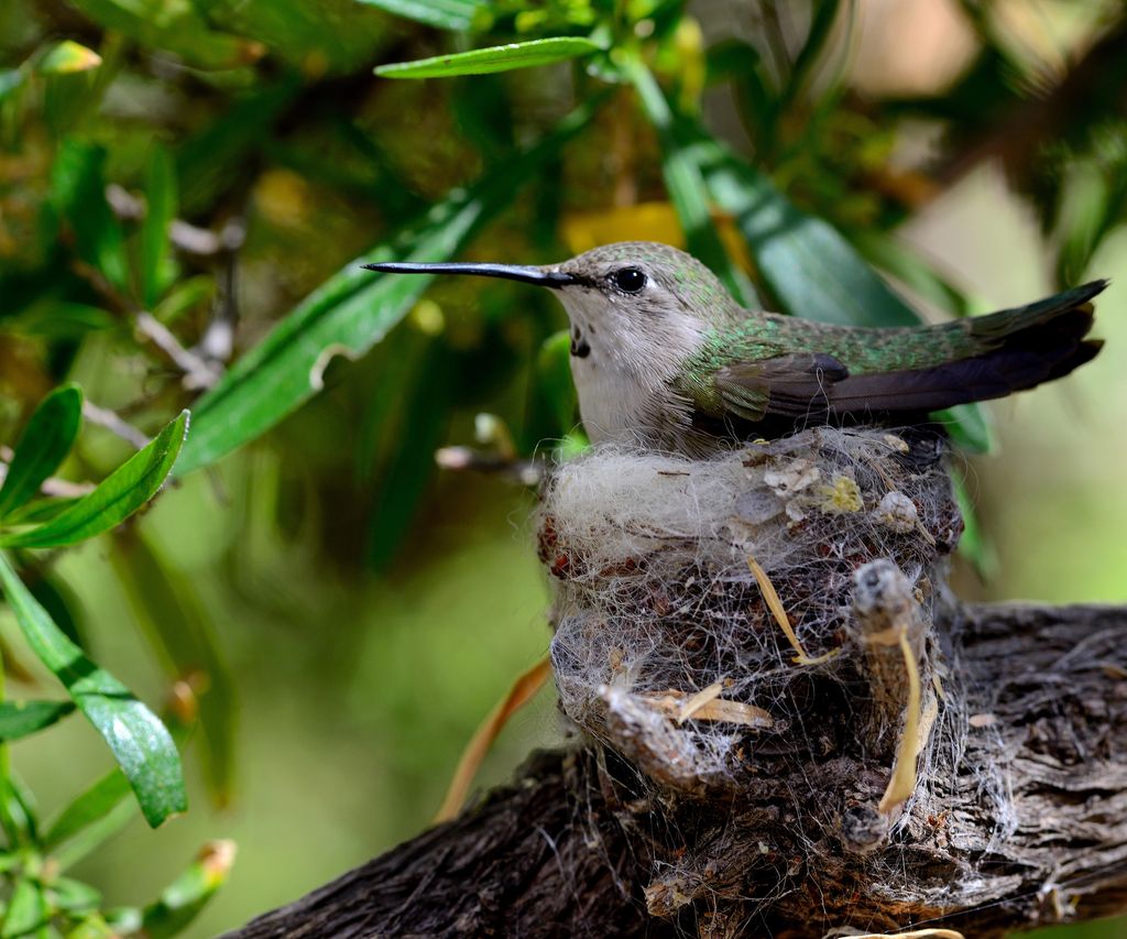 How to make a hummingbird nook: 5 simple steps | Homes and Gardens