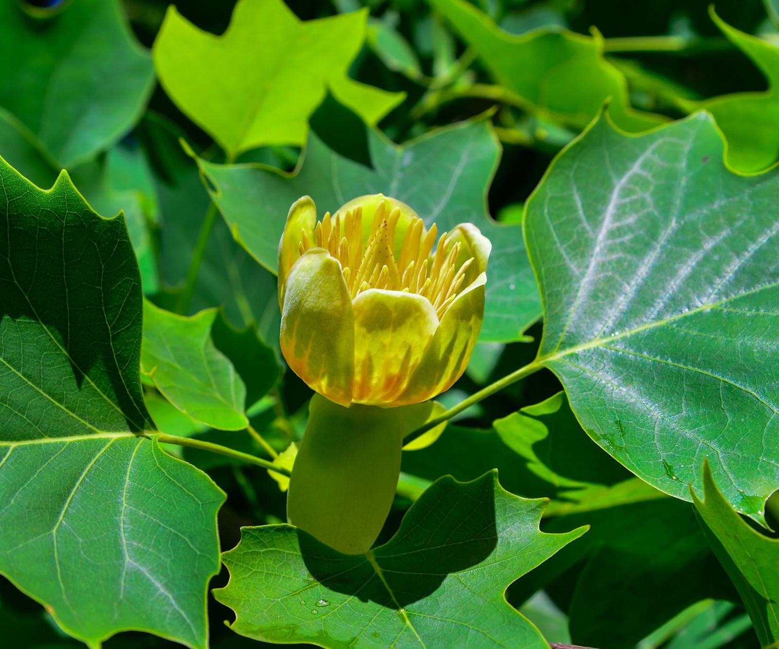 7 of the best trees for climate change | Homes and Gardens