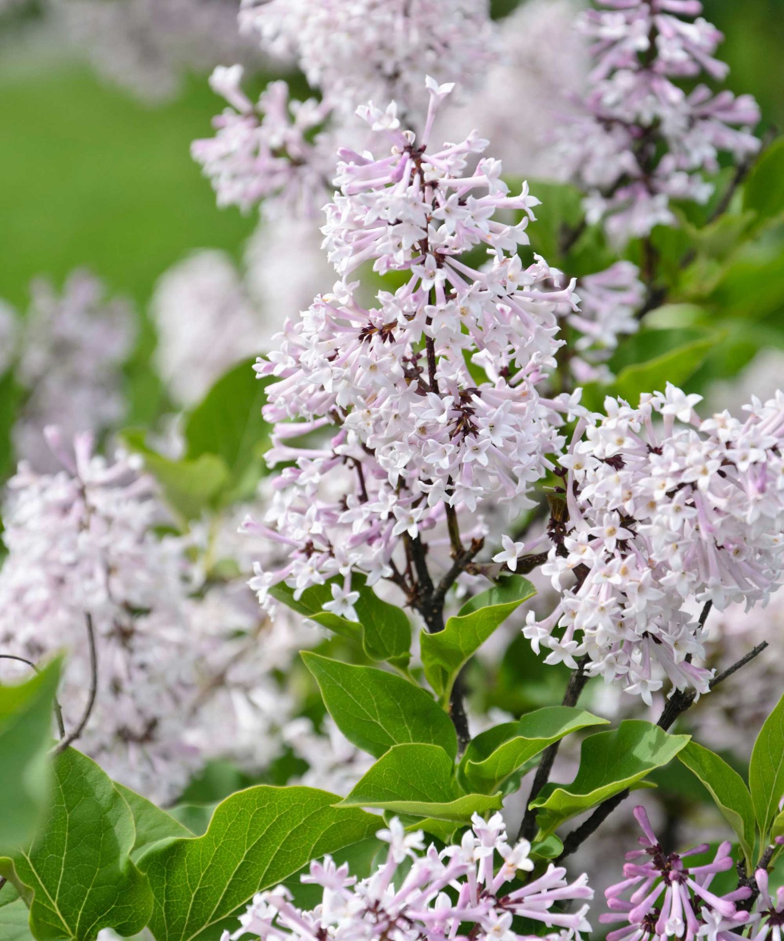Trees that attract hummingbirds: 8 flowering choices | Homes and Gardens