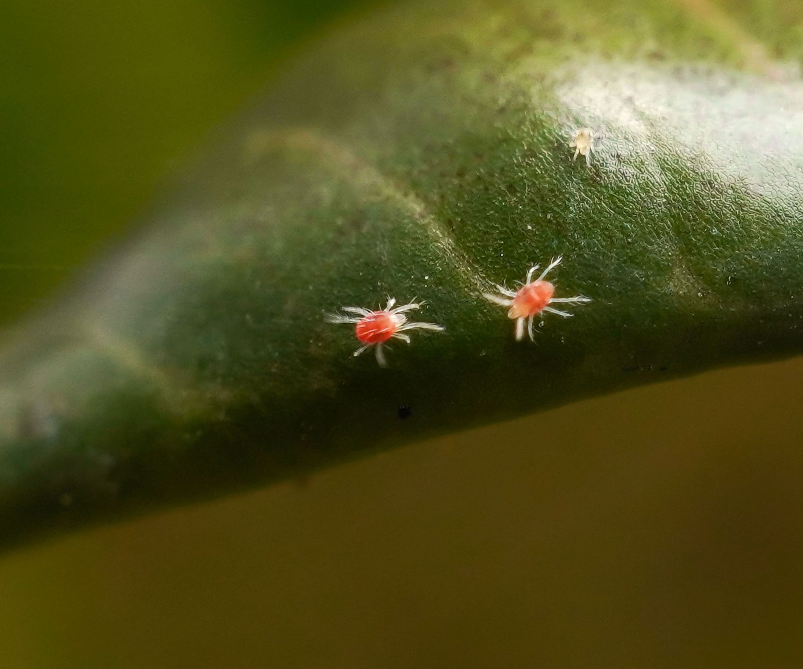 Identify, Tackle And Prevent These 6 Common Azalea Pests | Gardening ...