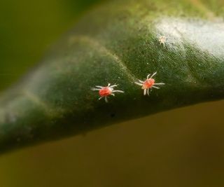 Identify, Tackle And Prevent These 6 Common Azalea Pests | Gardening ...