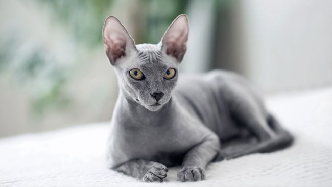 32 things you need to know about sphynx cats | PetsRadar