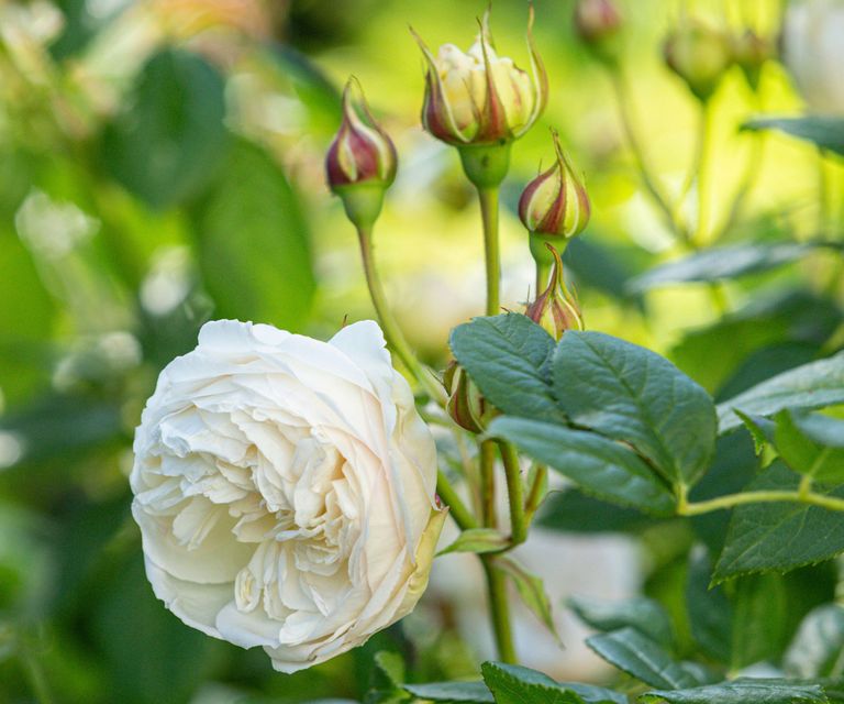 Best climbing roses: 12 romantic plants for scent and color | Homes and ...