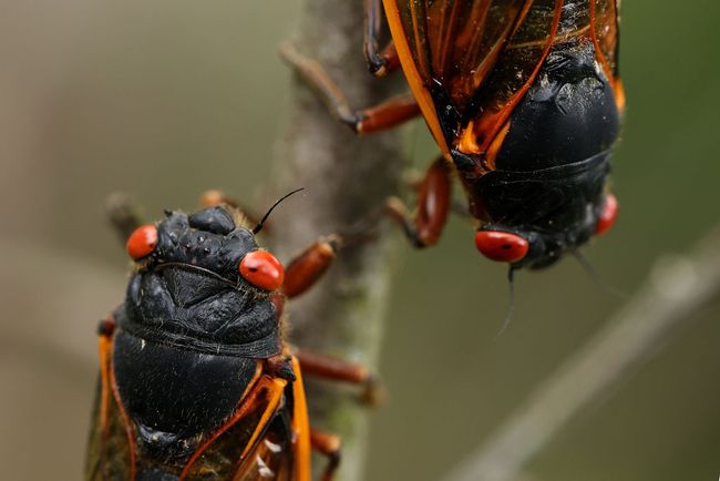 Cicada Double Brood Event What To Expect As Trillions Of Bugs Emerge