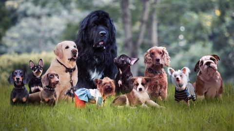 Dog DNA tests: A vet's guide to everything you need to know | PetsRadar