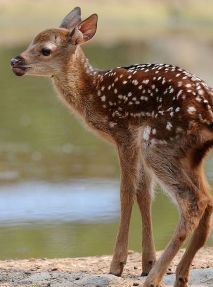 Spring Baby Animals | Woman & Home