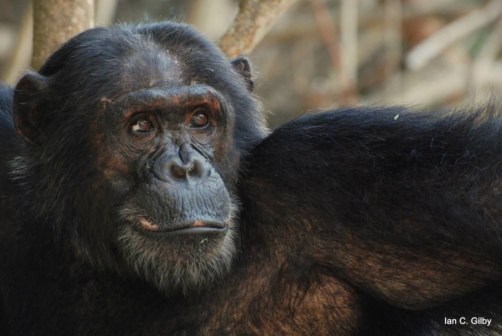 Image Gallery: Lethal Aggression in Wild Chimpanzees | Live Science