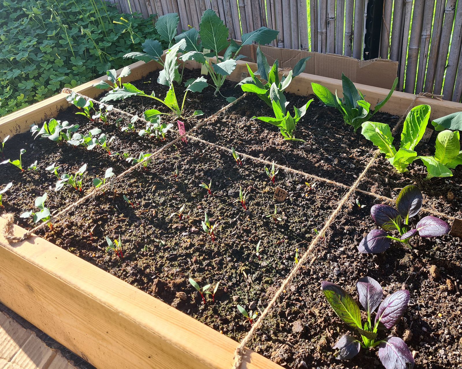Grow A Square-Foot Vegetable Garden With This Year-Long Plan ...