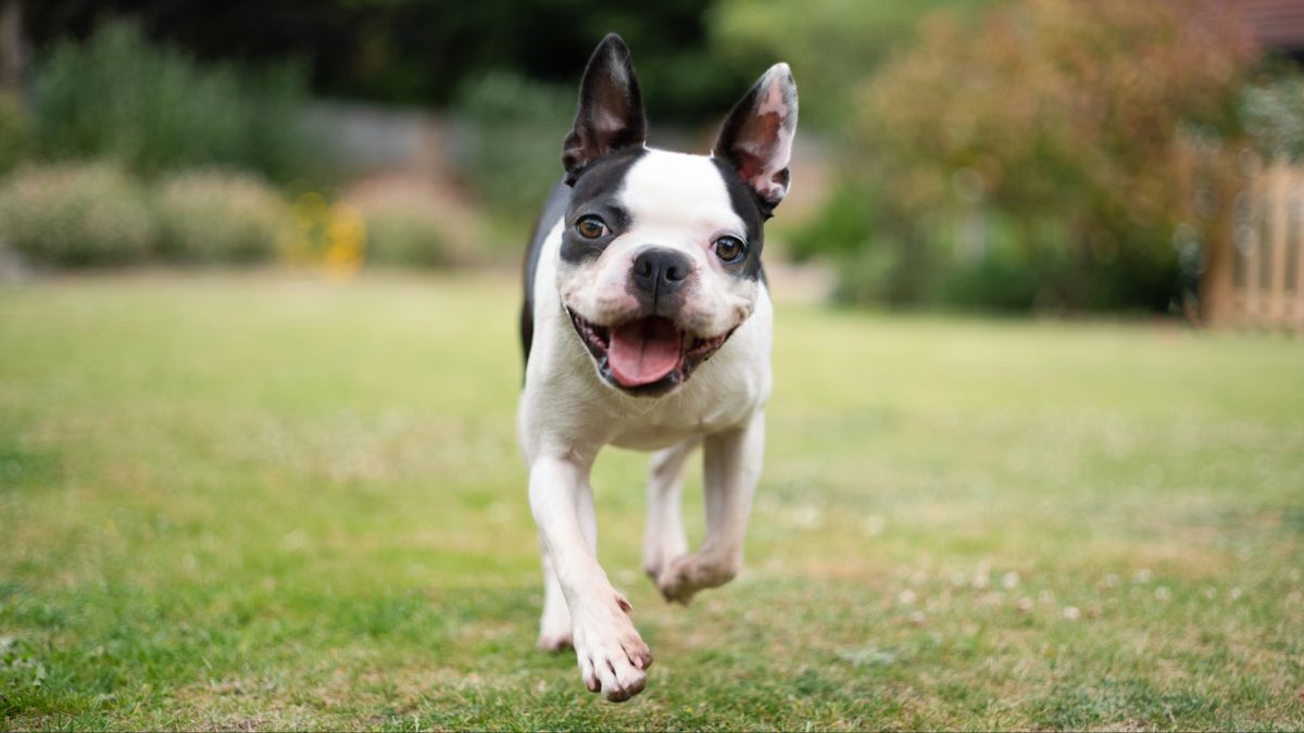 32 low maintenance dog breeds for busy people | PetsRadar
