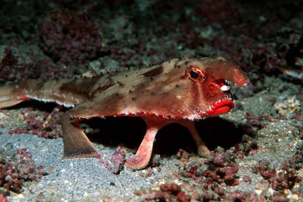 What the Heck?! Images of Evolution's Extreme Oddities: Page 2 | Live ...