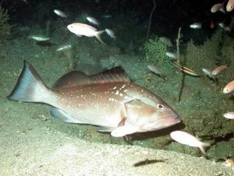 Can Fish Hear? | Live Science