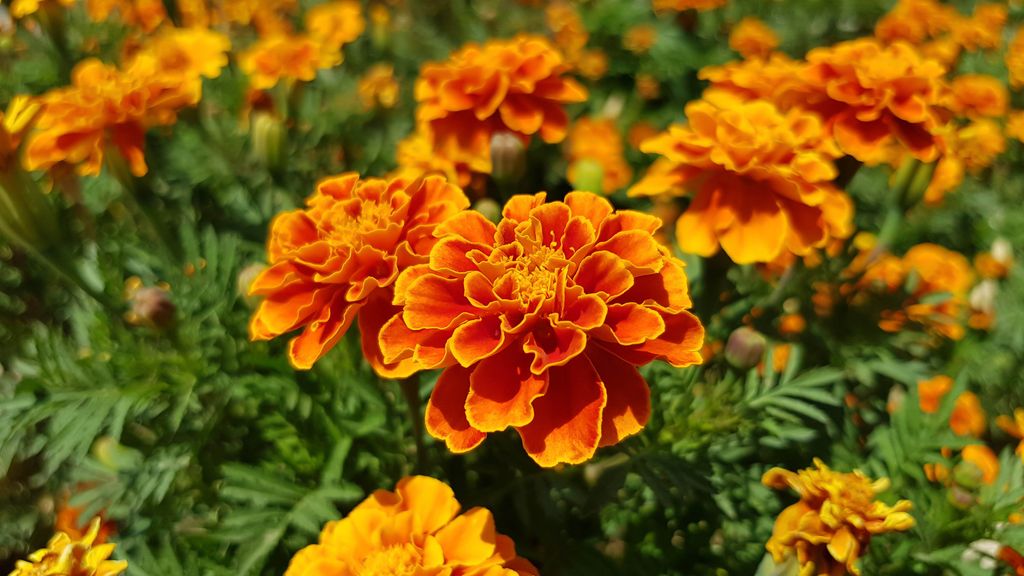 5 colorful flowers to plant in May for a beautiful summer garden | Tom ...