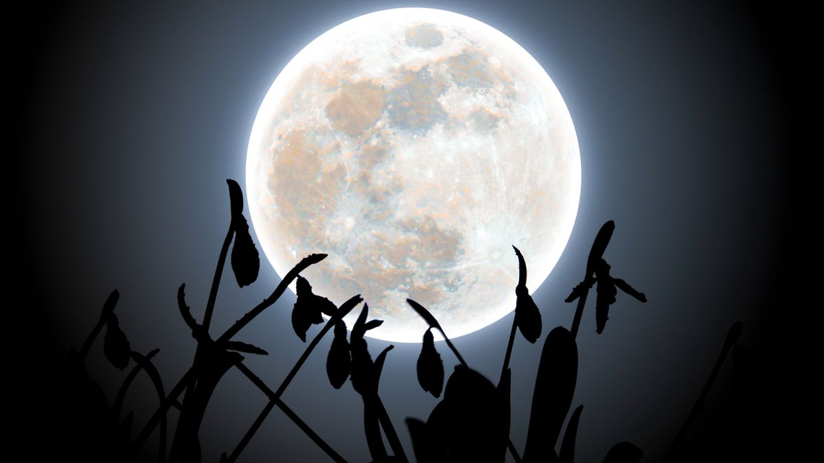 February's full Snow Moon glows behind snowdrops in ethereal winter ...