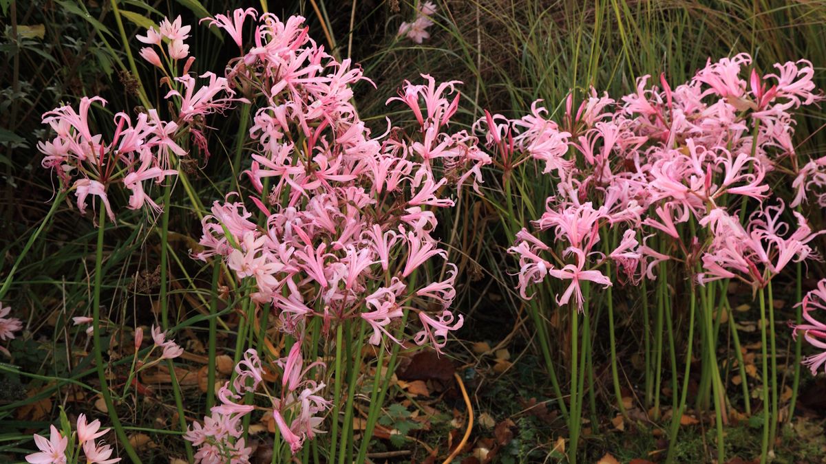 5 Underrated November Flowers That Bloom Through Winter | Homes and Gardens