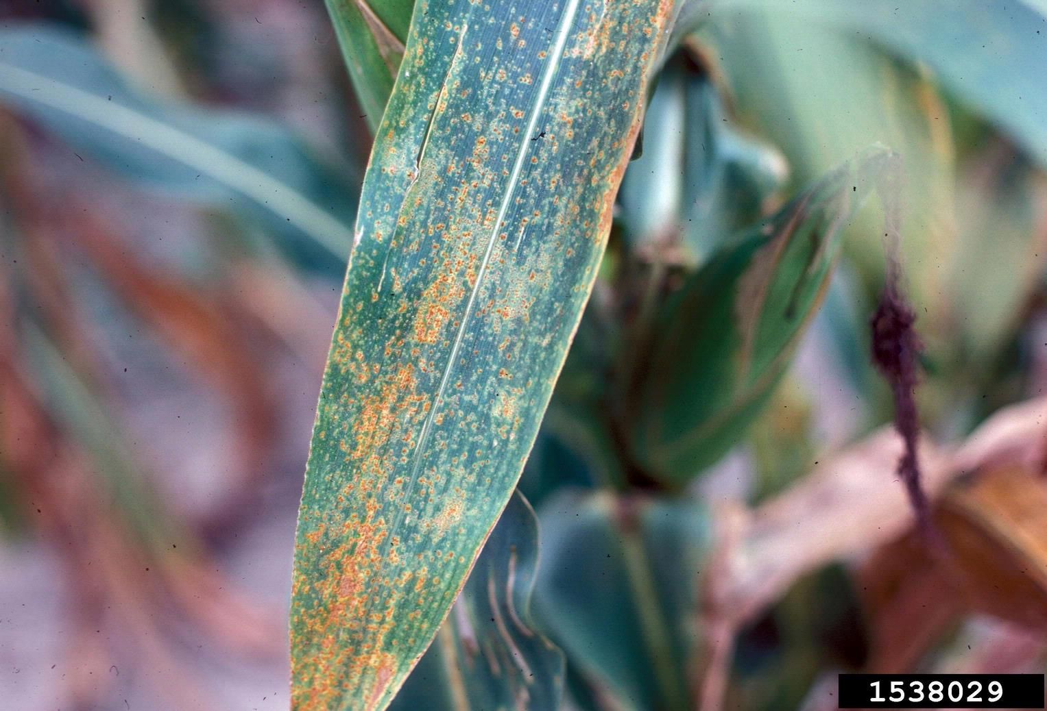 Rust On Sweet Corn: Managing Common Rust Of Sweet Corn In Gardens ...