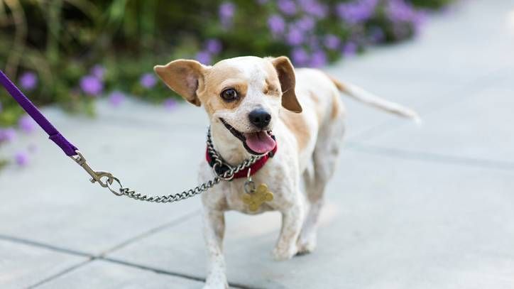 Returning a rescue dog: What to do when your new friend isn't working ...