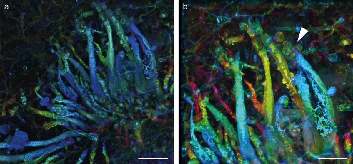 Earliest known parasitic fungus discovered in fossilized plant frozen ...