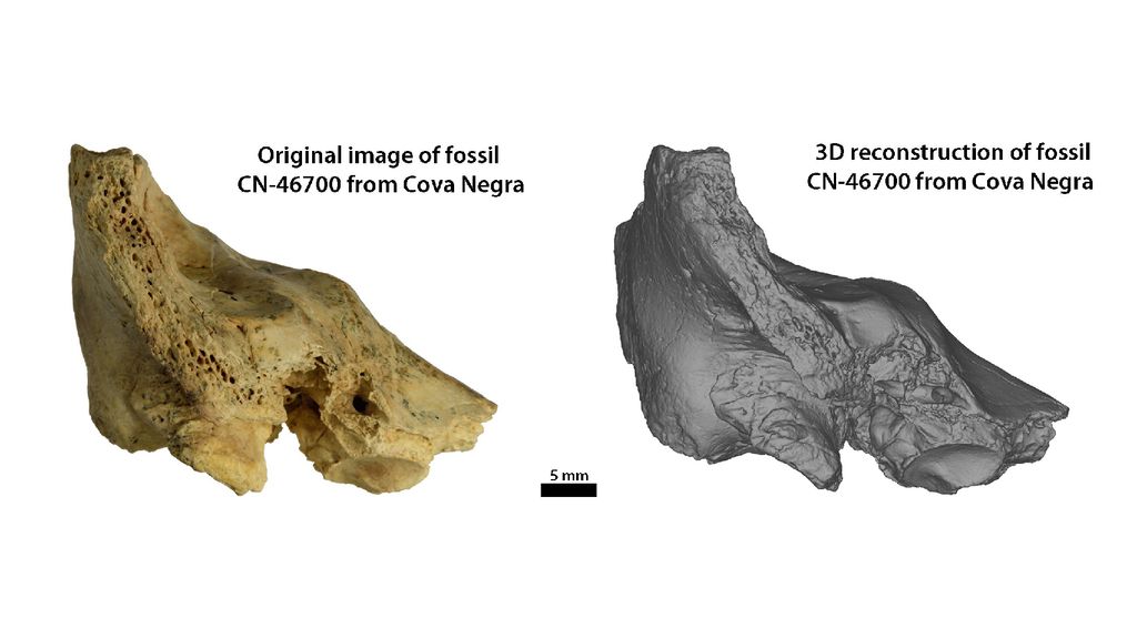 Neanderthals cared for 6-year-old with Down syndrome, fossil find ...