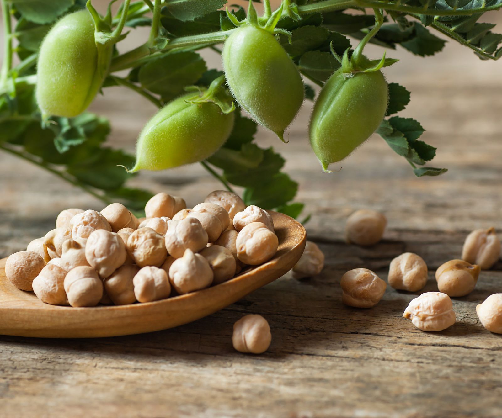 How to grow chickpeas: expert tips to grow garbanzo beans | Homes and ...