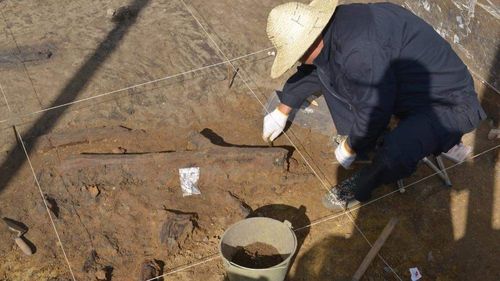 When did Earth's first forests emerge? | Live Science