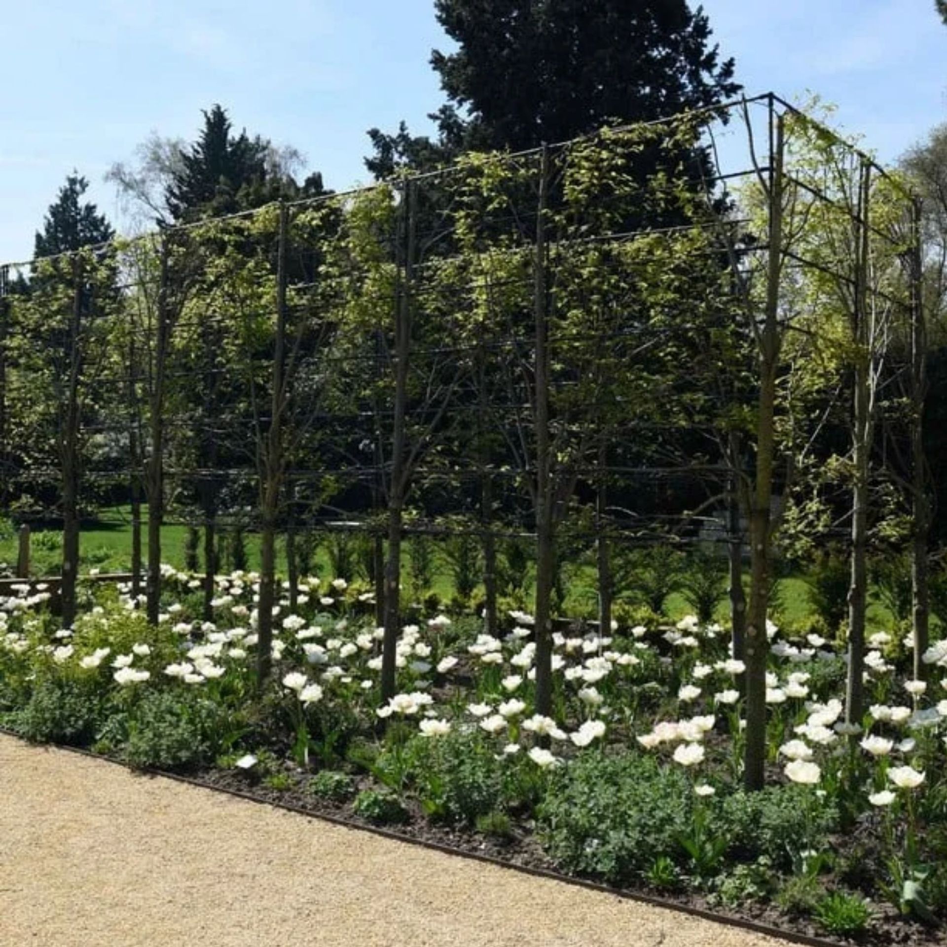 Are pleached trees worth it? Everything you need to know | Ideal Home