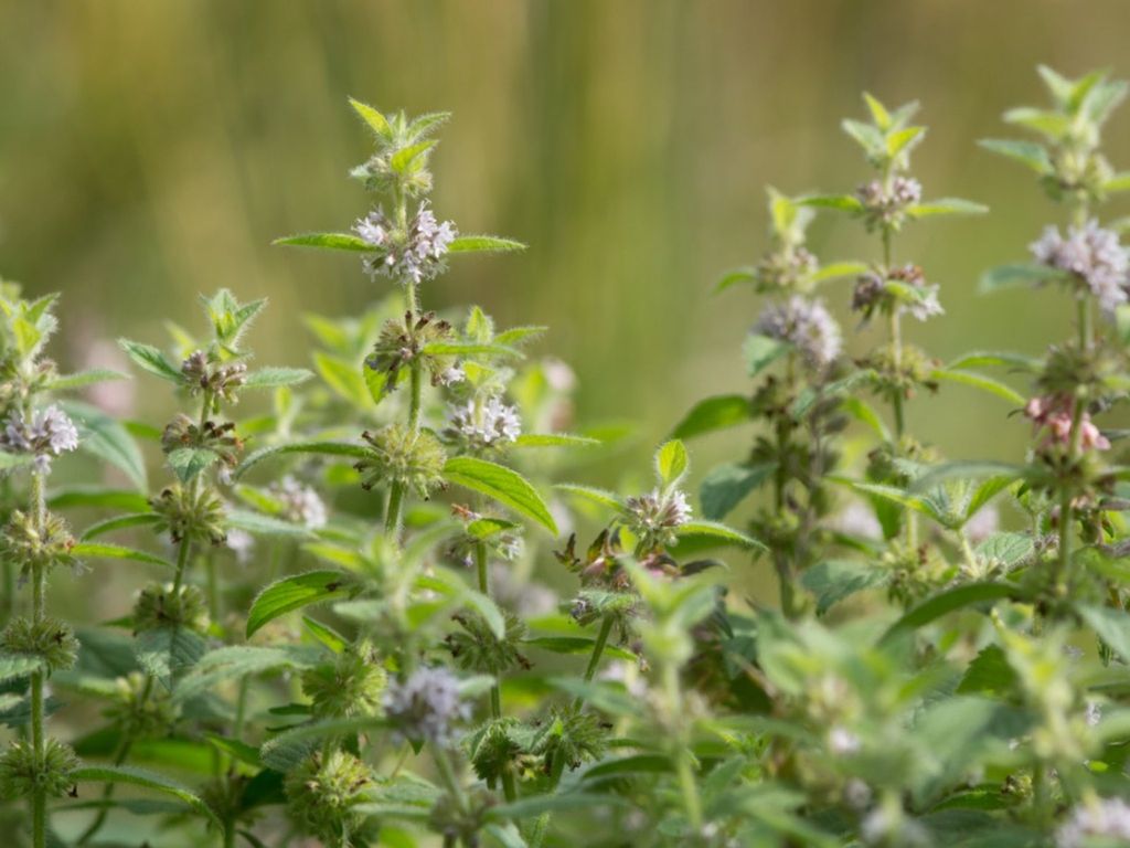 Care Of Field Mint - Tips For Planting Wild Mint In The Garden ...