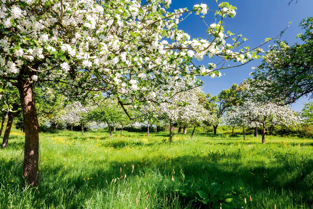 The ultimate guide to planting your own orchard: 'Getting it right is ...