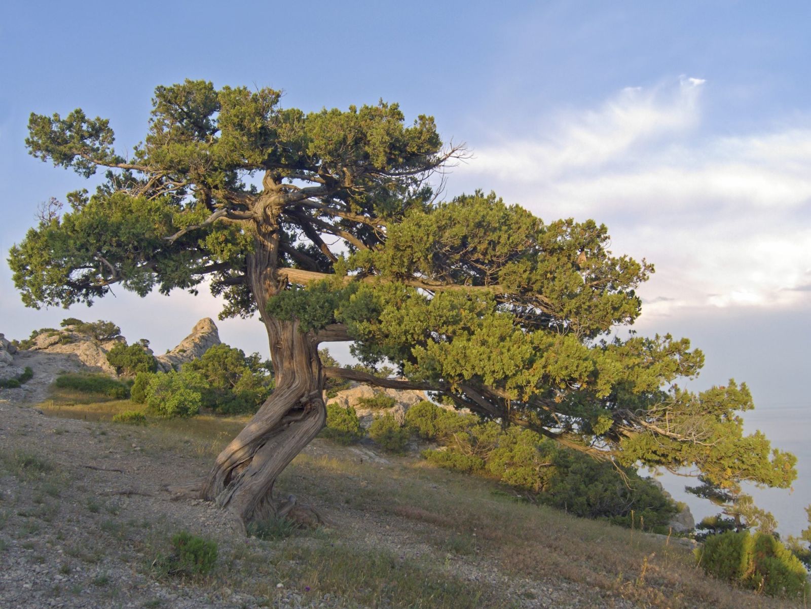 Juniper Tree Varieties - Is Juniper A Tree Or Bush | Gardening Know How