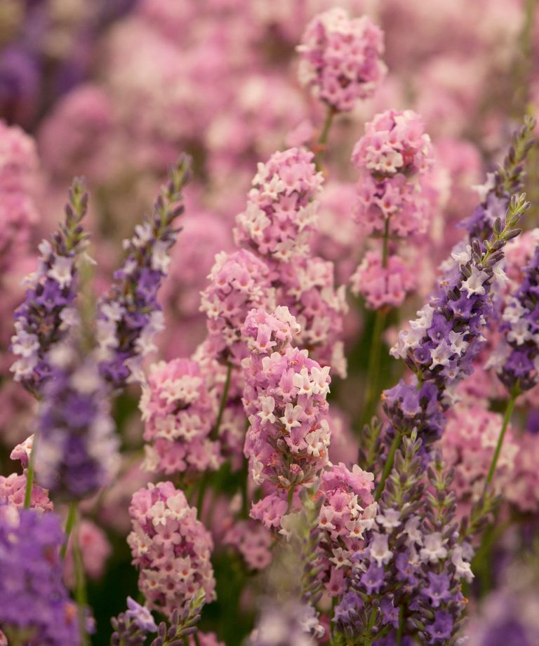 How to grow lavender: in flower borders and dry gardens | Homes and Gardens