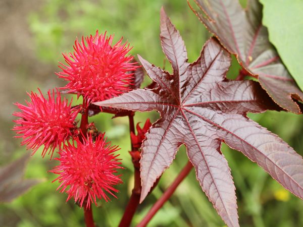 Naughty by Nature: The Most Disgusting and Deadly Flowers | Live Science