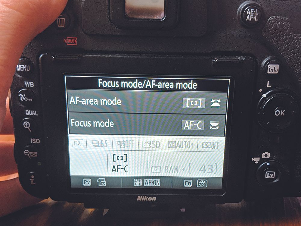 Dog photography: how to shoot action shots of running dogs | Digital ...