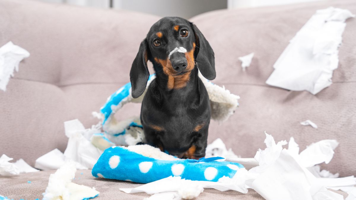 20 hardest dogs to train and challenging breeds | PetsRadar