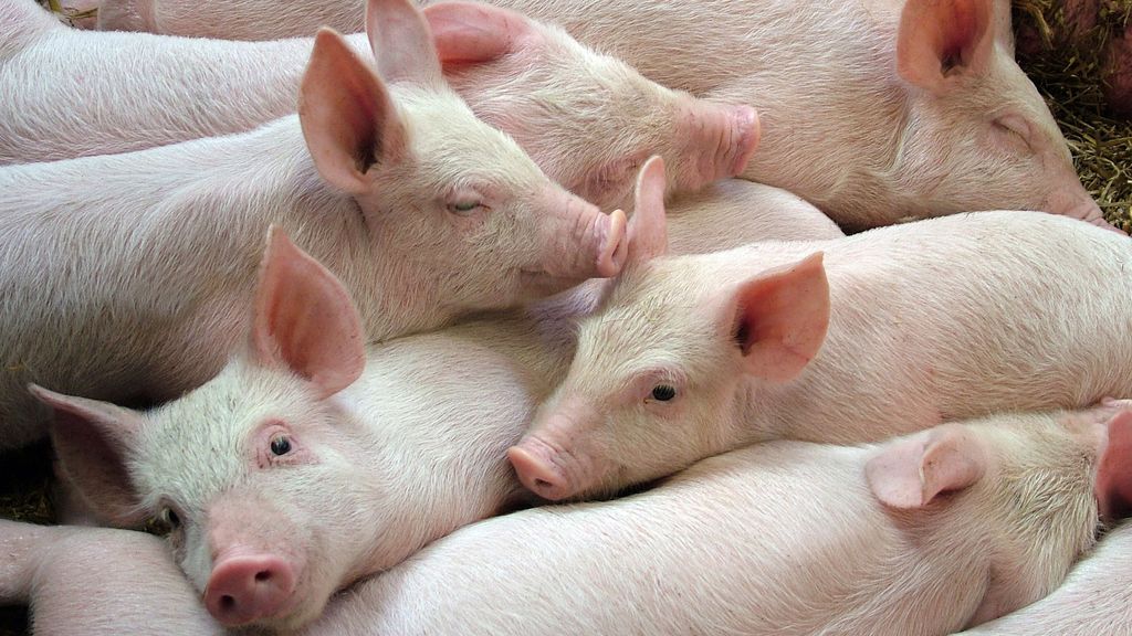 FDA approves genetically engineered pigs for food and transplants ...