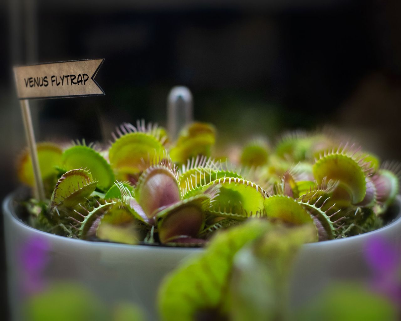 How to care for Venus fly traps — 7 key tips | Real Homes