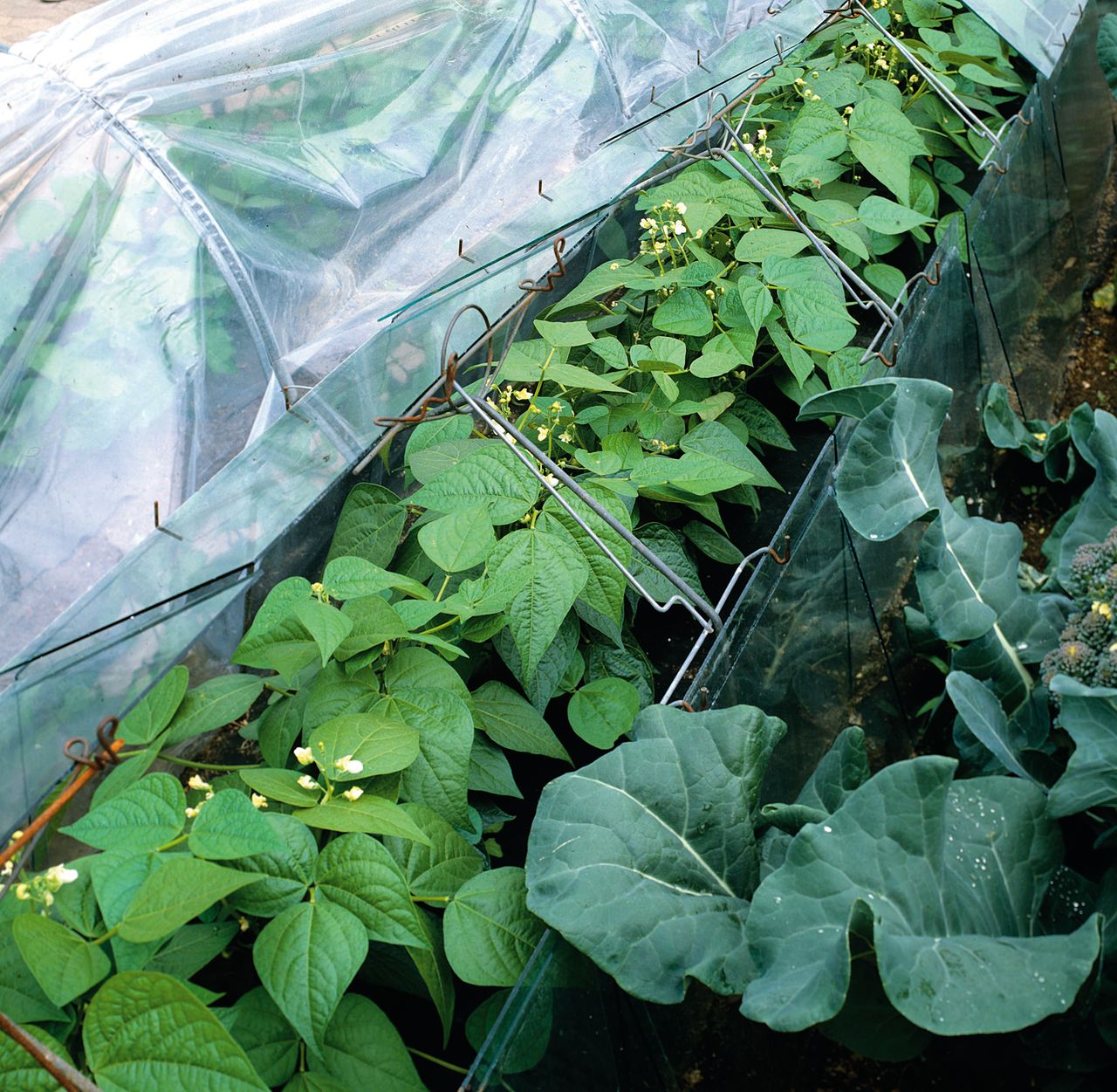 How to grow French beans | Homes and Gardens