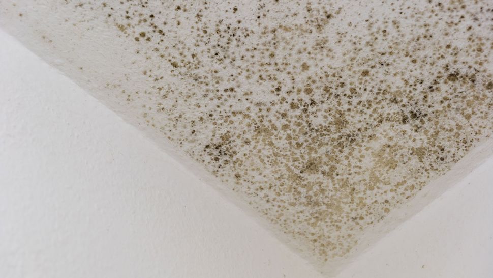 Mould in houses: causes, prevention and solutions | Homebuilding