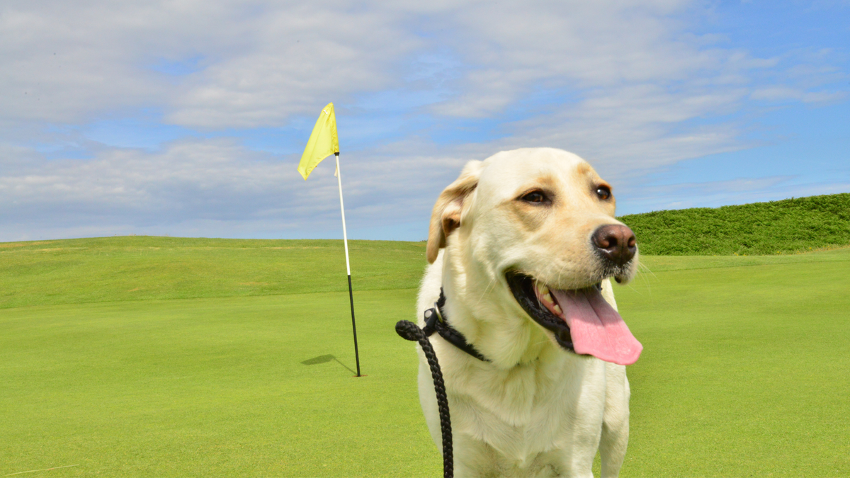 Got a reactive dog? Here's how to make walk time less stressful ...