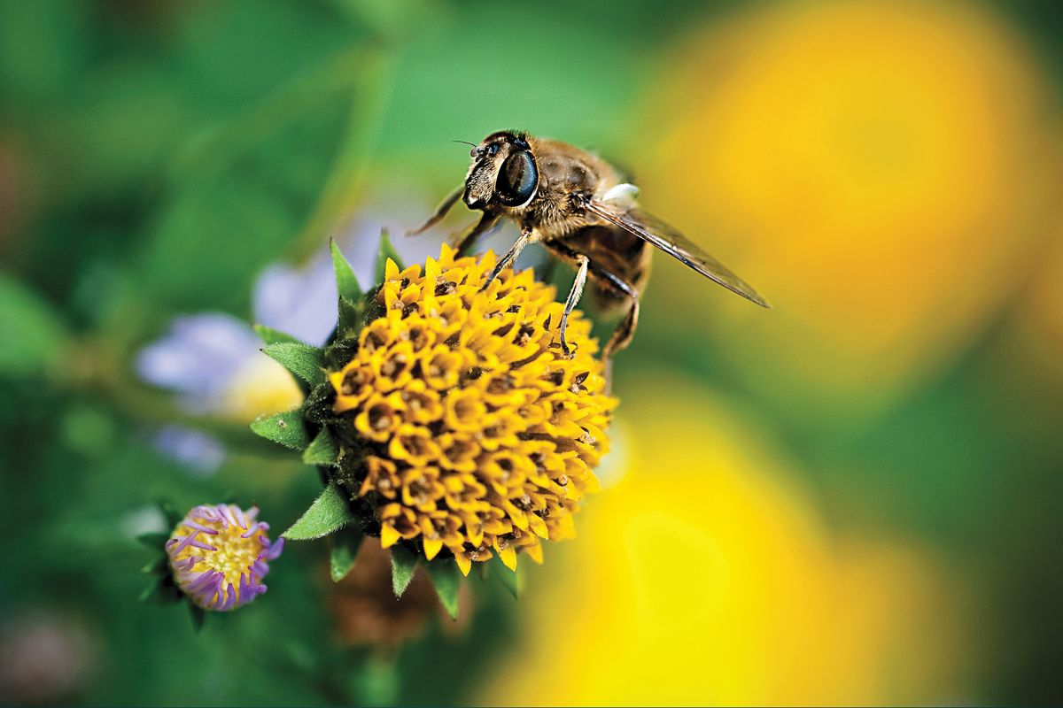 Macro lenses: how to choose one, and how to use it | TechRadar