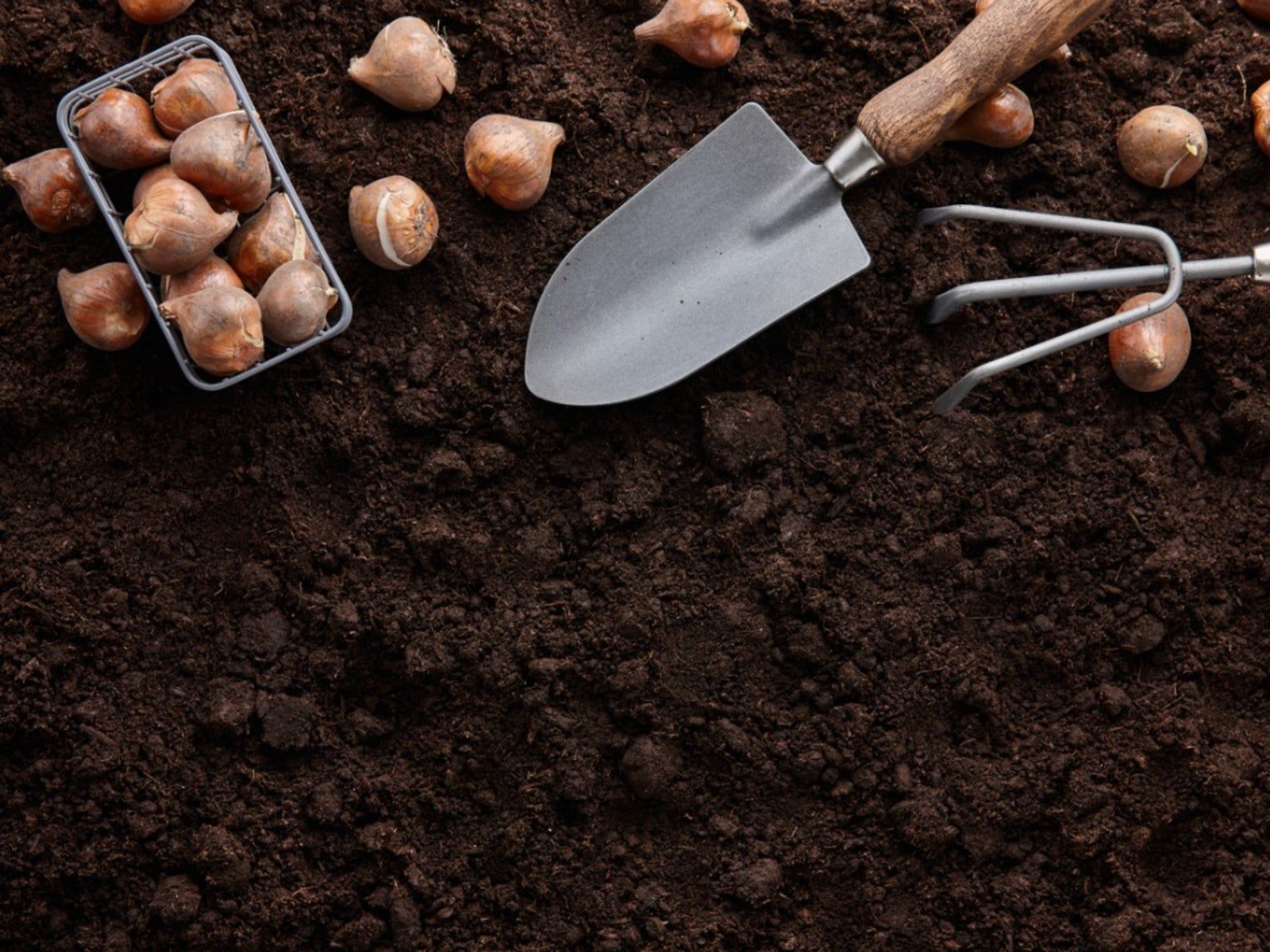 Watering Instructions For Tulips - Learn About Tulip Watering Needs ...