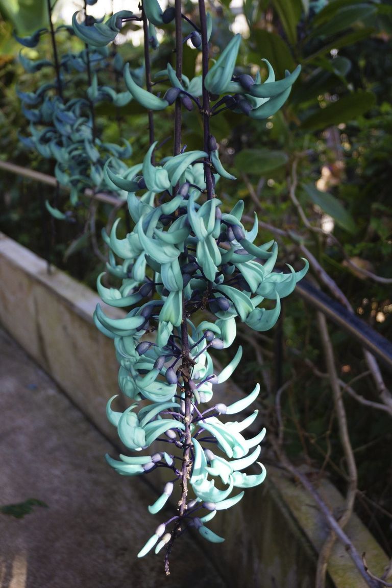 Jade Vine Care - Information And Growing Tips For A Jade Vine Plant ...