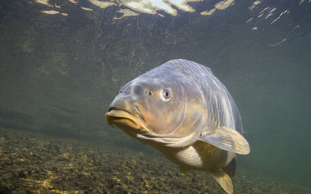 'Sunbathing' Helps Fish Turn Up the Heat | Live Science