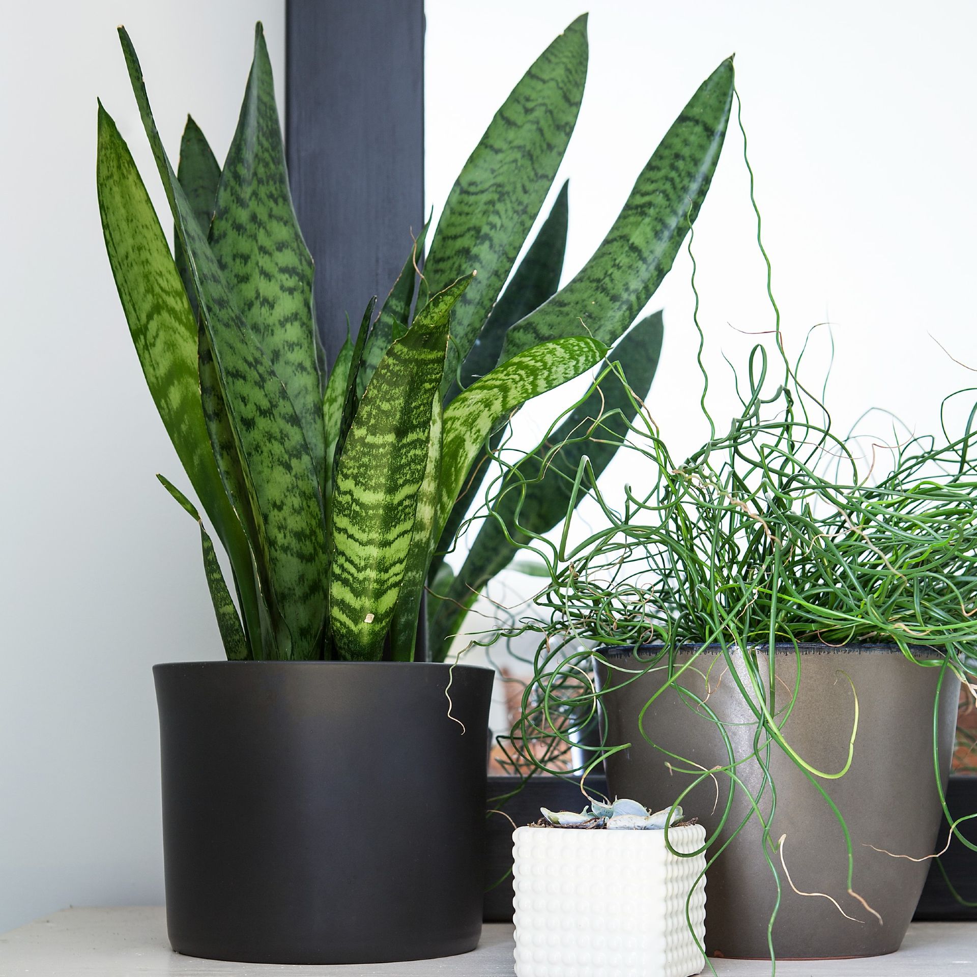 How to repot houseplants in 5 easy steps | Ideal Home