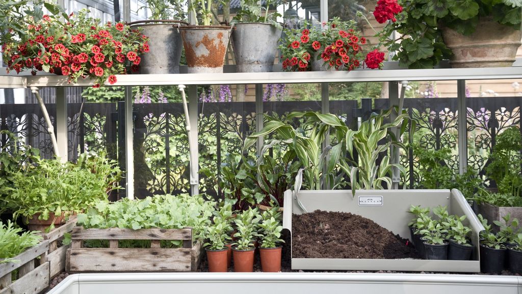 How to take azalea cuttings: with expert propagation advice | Homes and ...