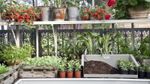 How to take verbena cuttings: with expert propagation advice | Homes ...