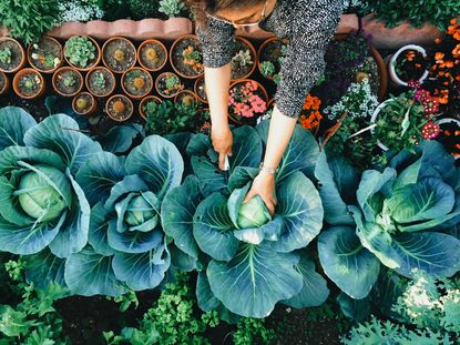 How to grow cabbage | Gardeningetc