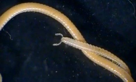 WATCH: Video of the rare millipede with a record-breaking 750 legs ...