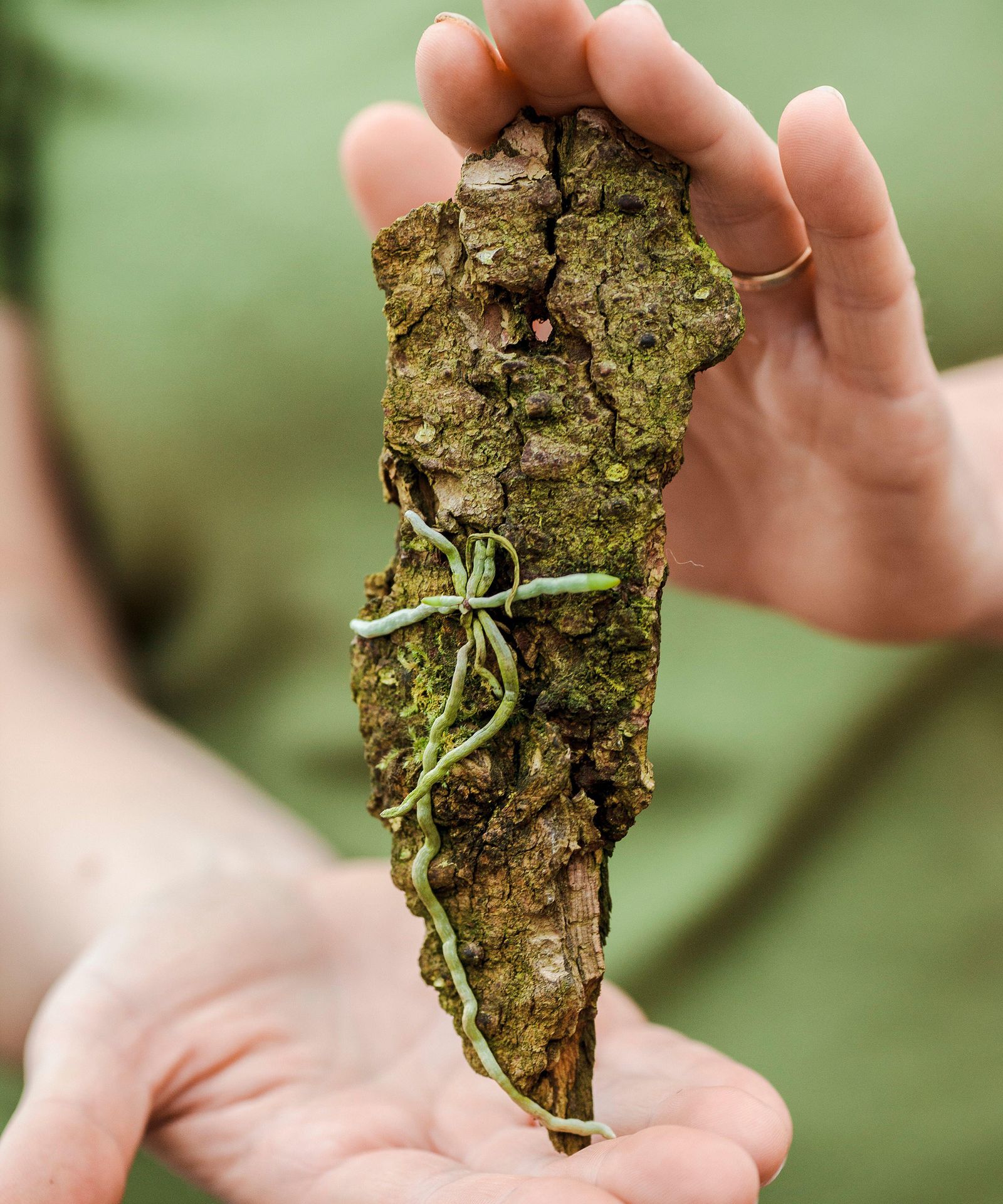 Ghost Orchid: How To Grow This Rare & Beautiful Flower | Gardening Know How