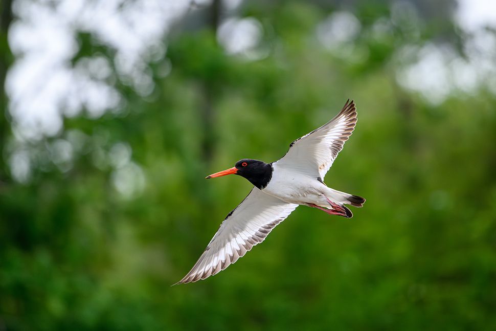 My mission is to take brilliant photos of birds in flight, and I’ve ...